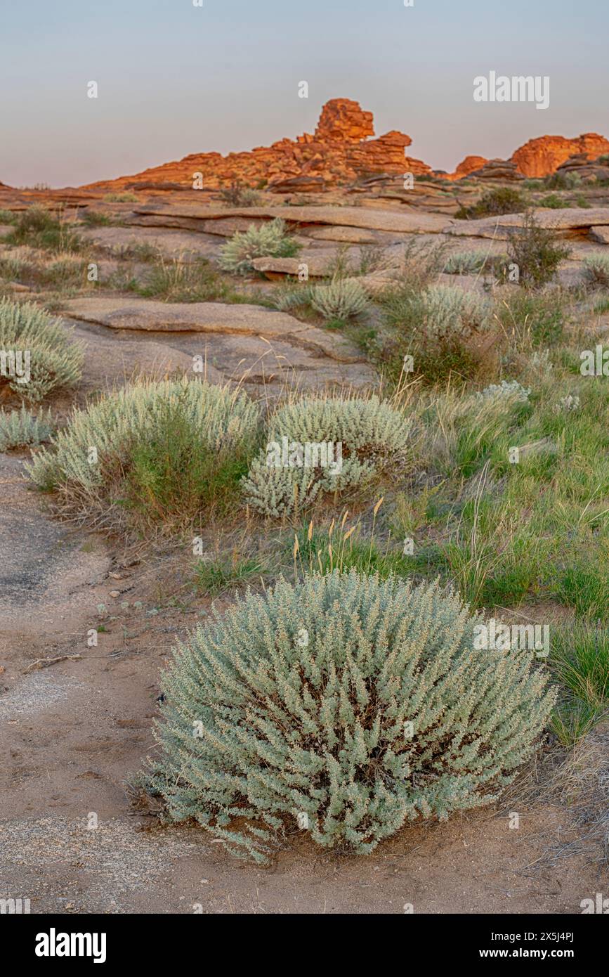 Asia, Mongolia, Eastern Gobi Desert. Grasses and desert plants along ...