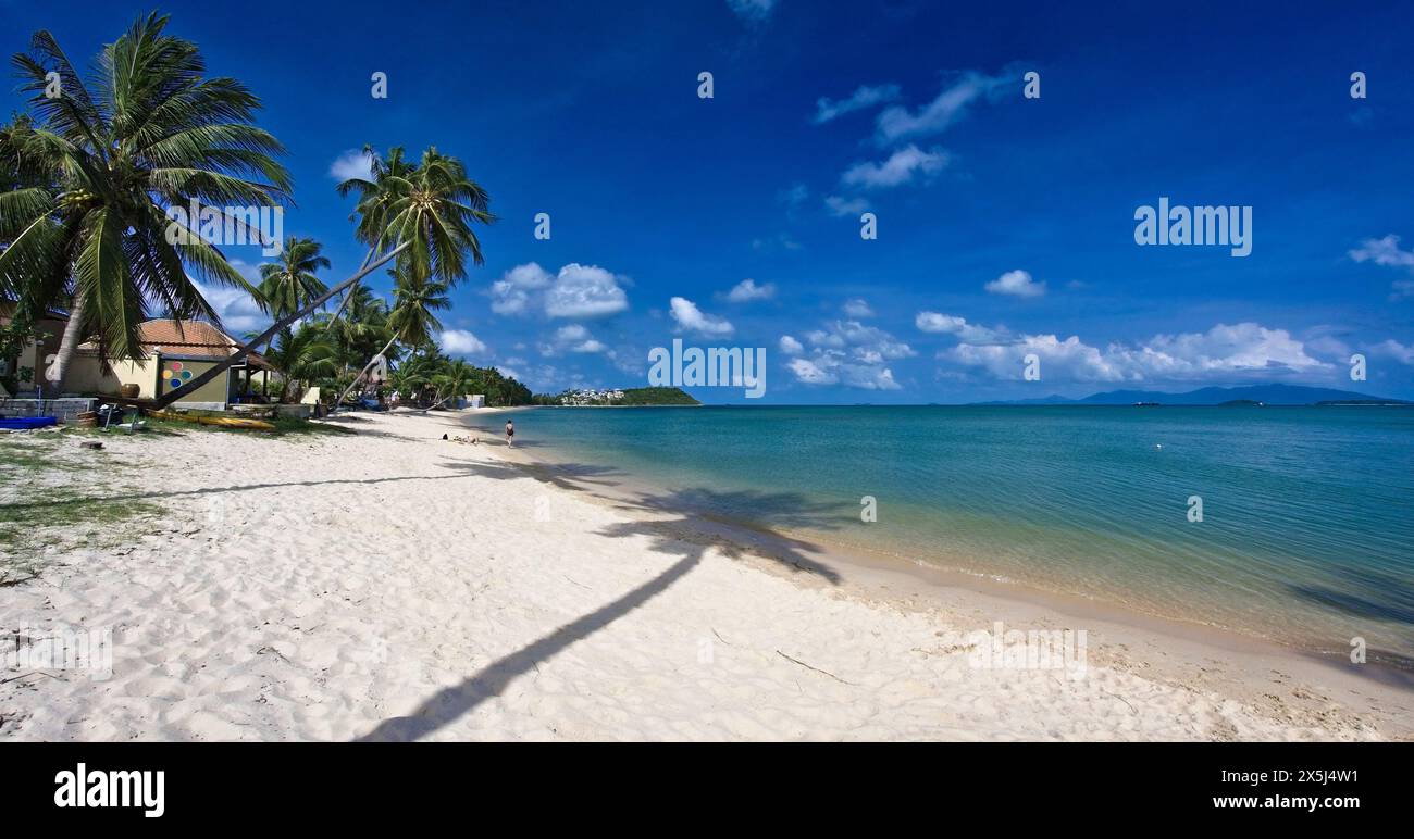 Thailand, Koh Samui (Samui Island), coconut palm trees on the beach ...