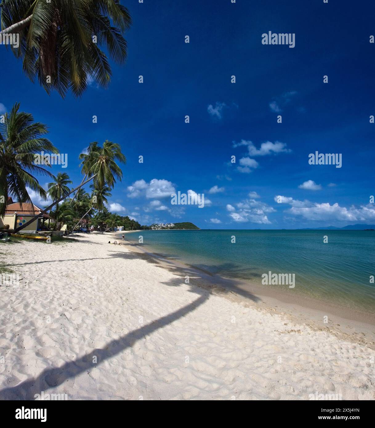 Thailand, Koh Samui (Samui Island), coconut palm trees on the beach ...