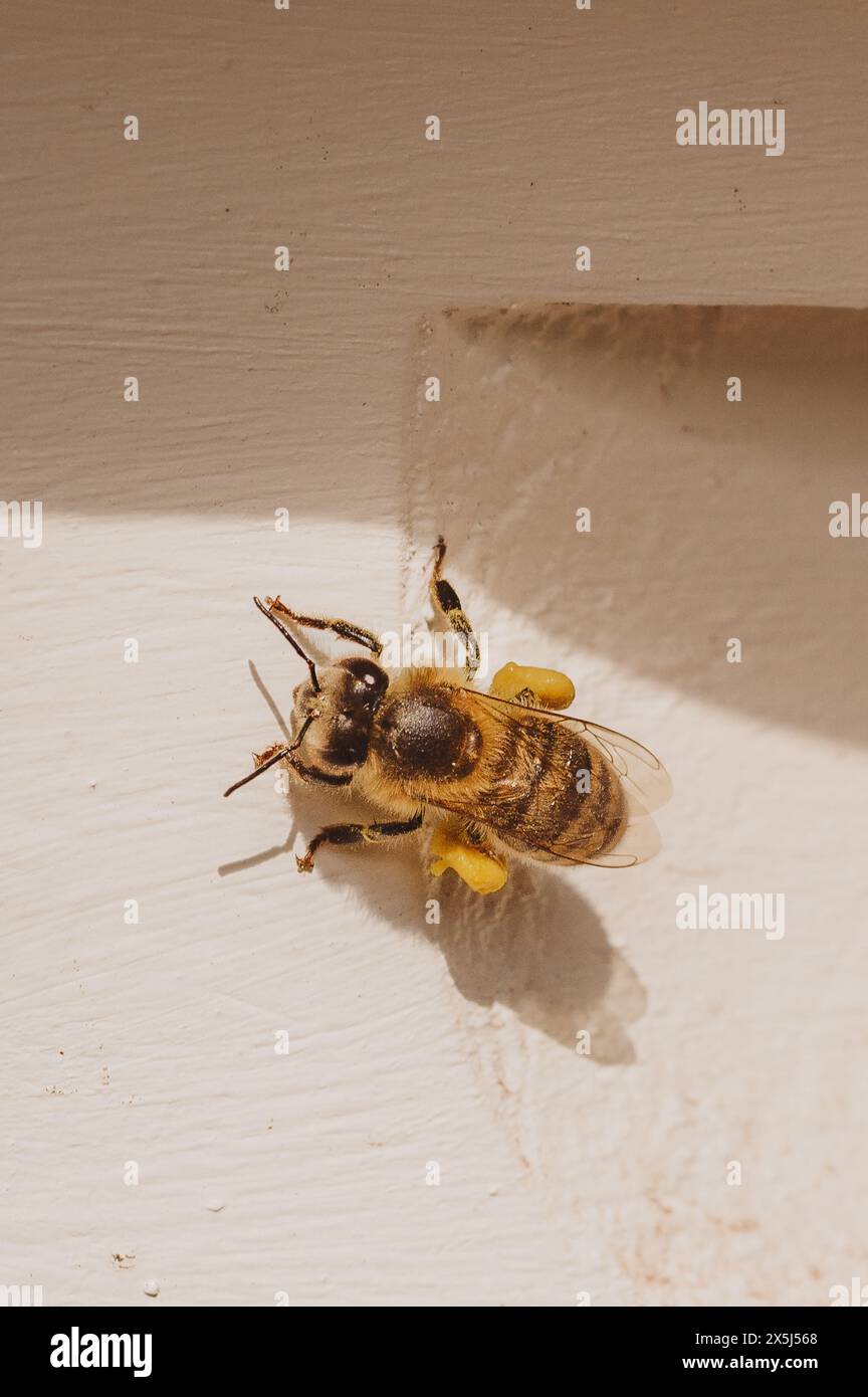 Closeup of honey bee carrying pollen on the side of a white wood hive ...