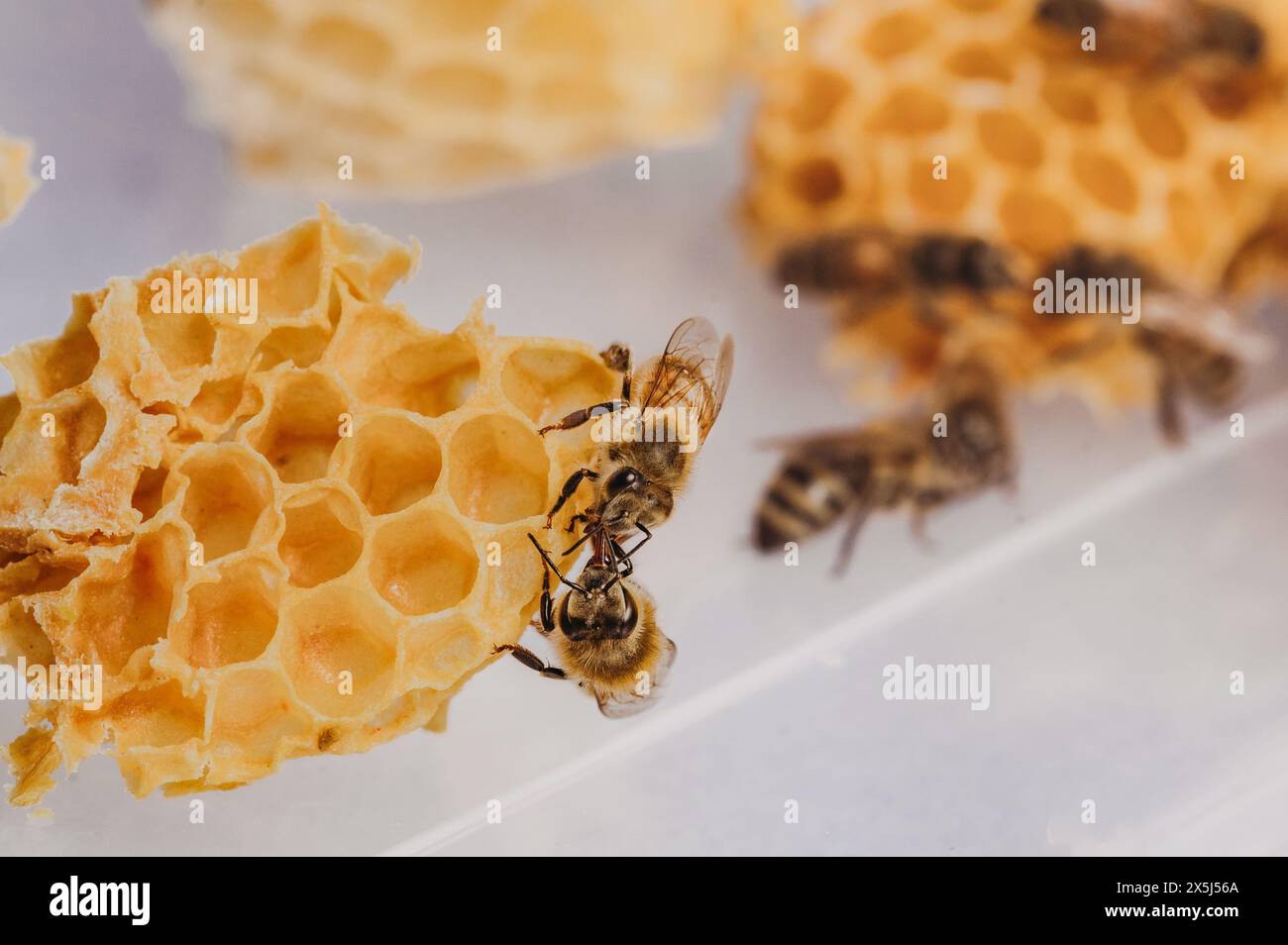 Two honey bees hanging on to a piece of honeycomb Stock Photo - Alamy