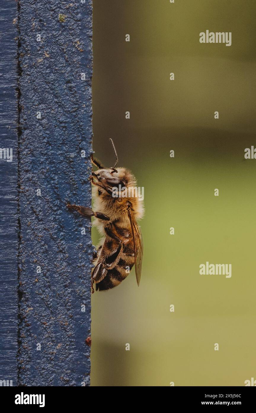 Beehive creek hi-res stock photography and images - Alamy