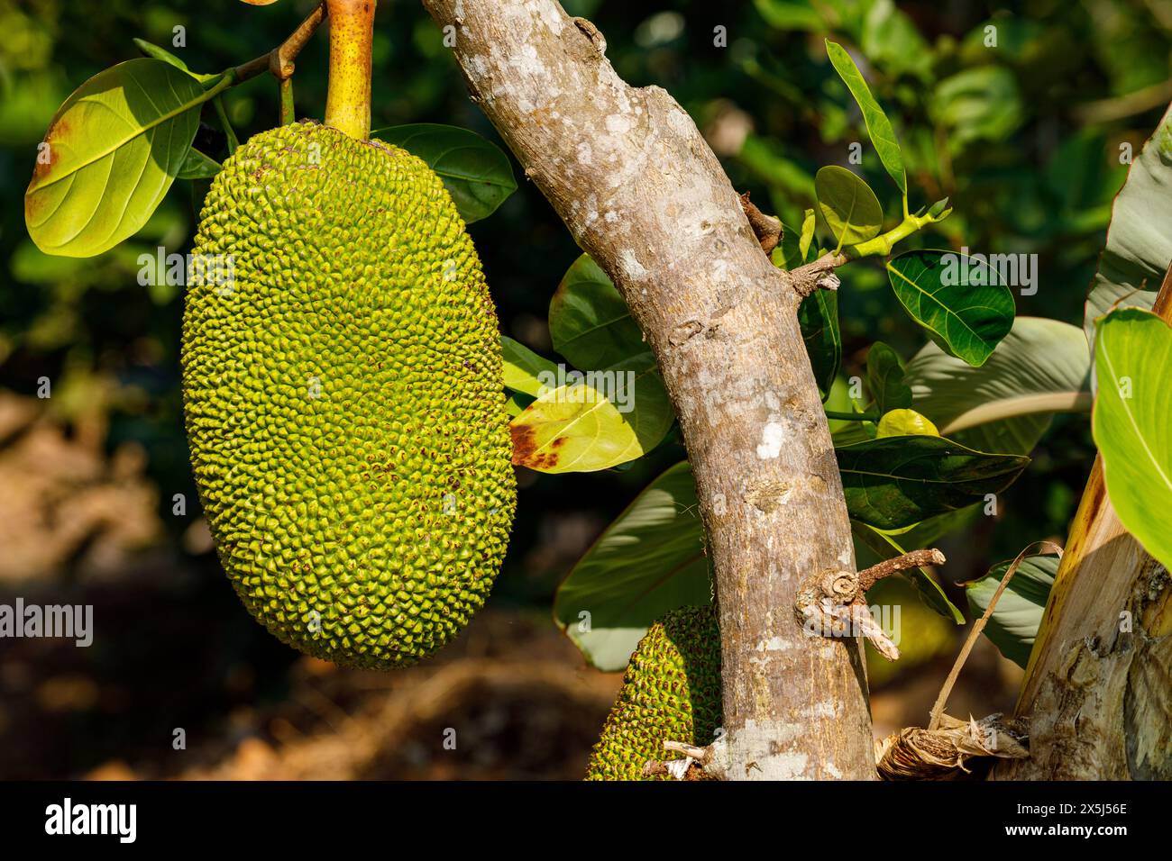 Closeup jack fruit tree hi-res stock photography and images - Alamy
