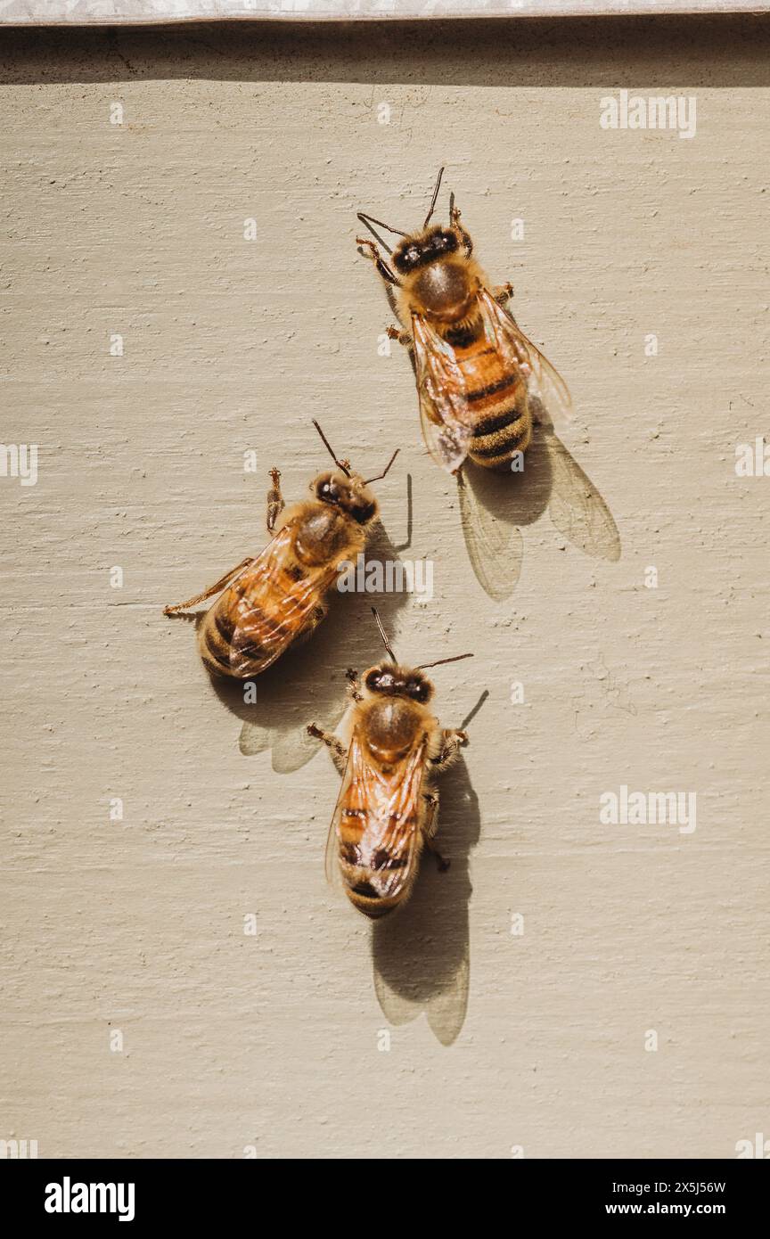 Three honey bees hi-res stock photography and images - Alamy