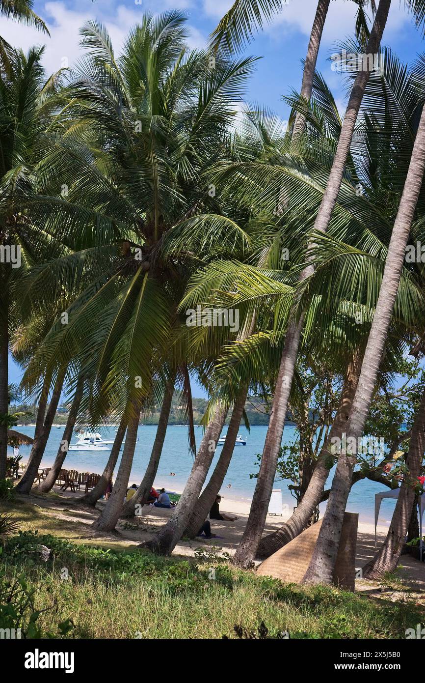 Thailand, Koh Samui (Samui Island), people and coconut palm trees on ...
