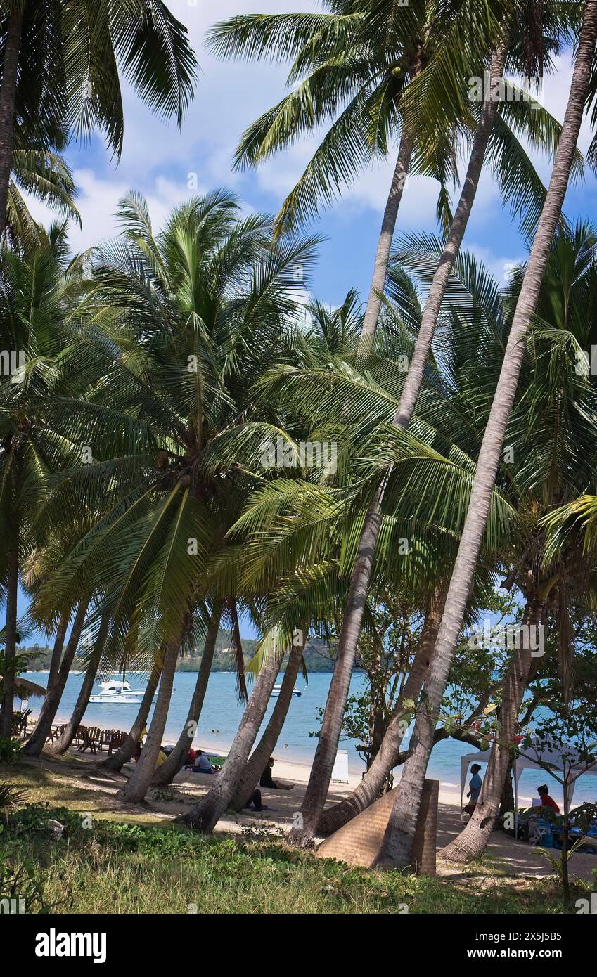 Thailand, Koh Samui (Samui Island), people and coconut palm trees on ...