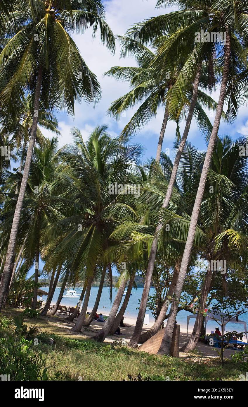 Thailand, Koh Samui (Samui Island), people and coconut palm trees on ...