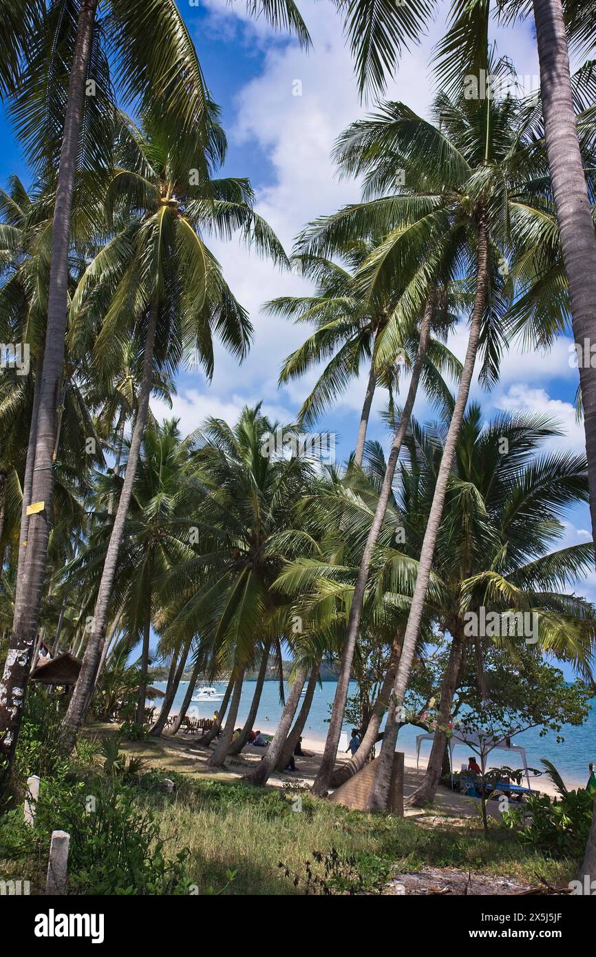 Thailand, Koh Samui (Samui Island), people and coconut palm trees on ...