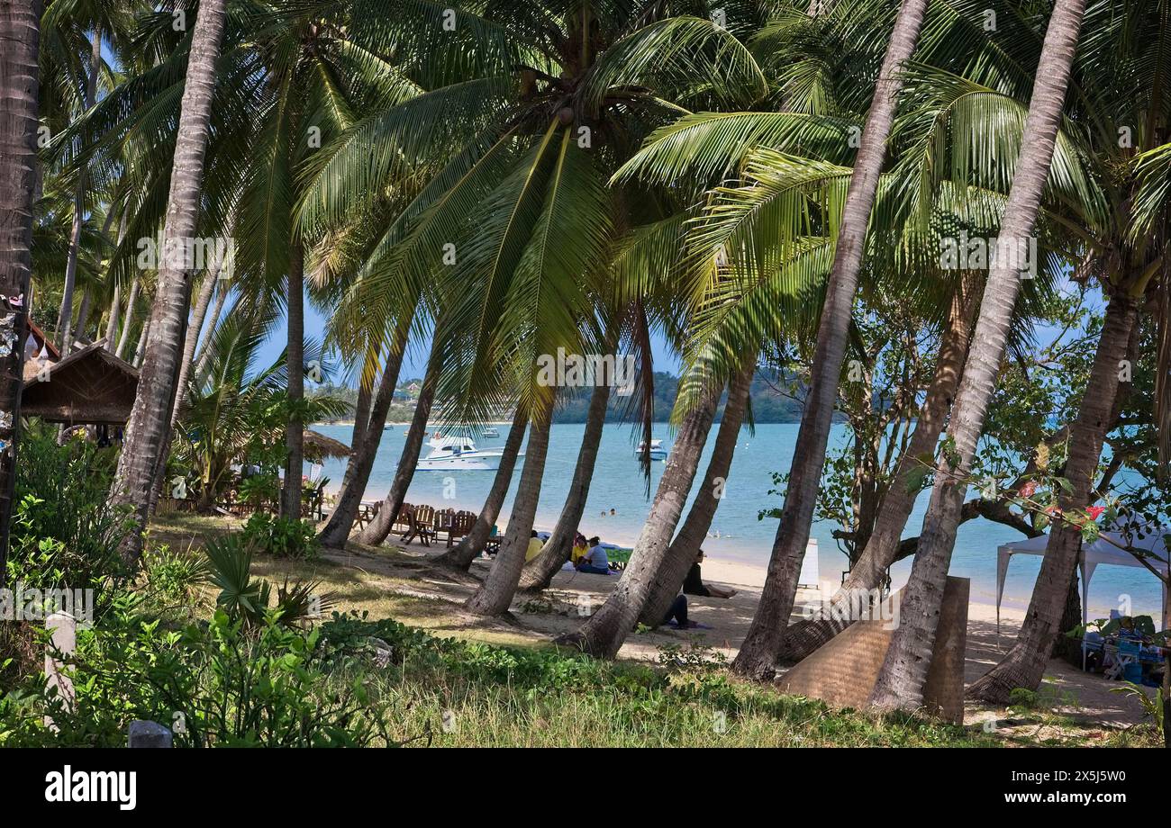 Thailand, Koh Samui (Samui Island), people and coconut palm trees on ...
