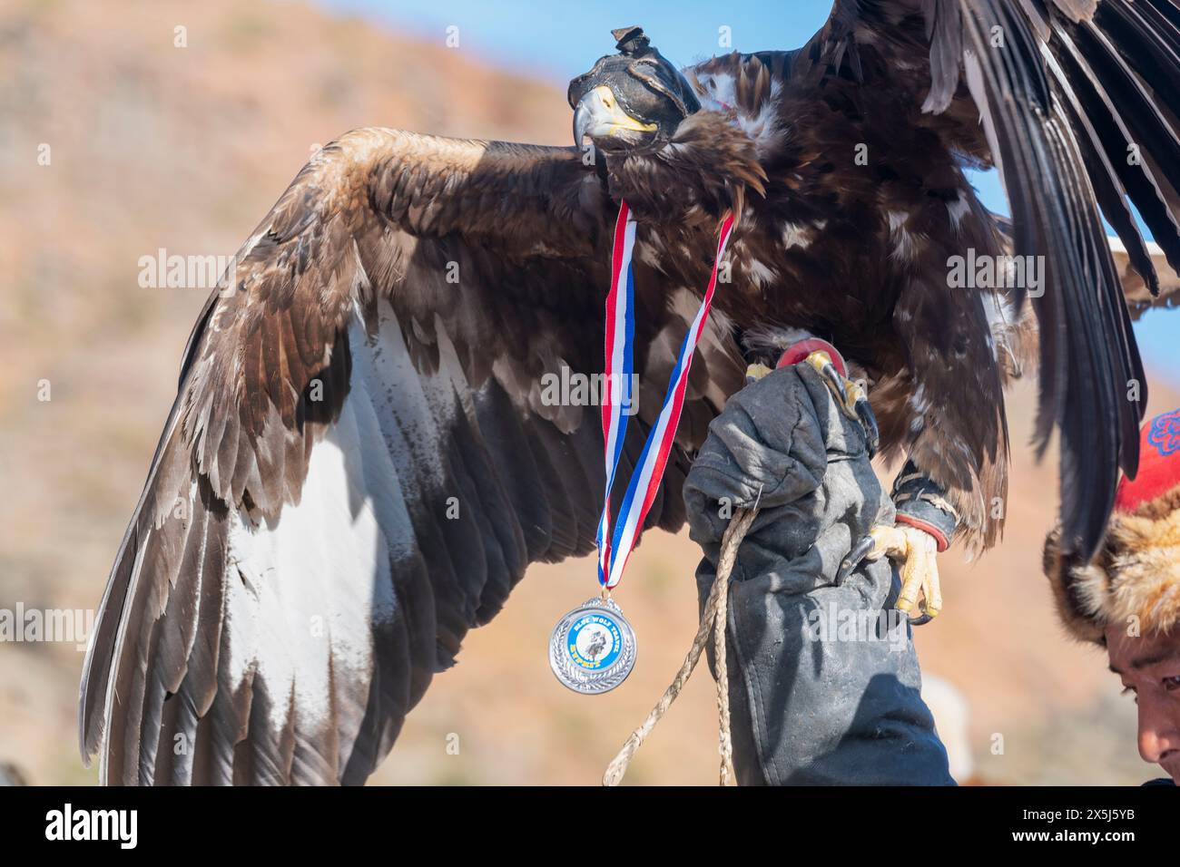 Asia, Mongolia, Bayan-Oglii Province. Altai Eagle Festival, eagle wears ...