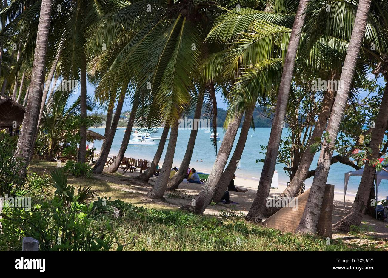 Thailand, Koh Samui (Samui Island), people and coconut palm trees on ...
