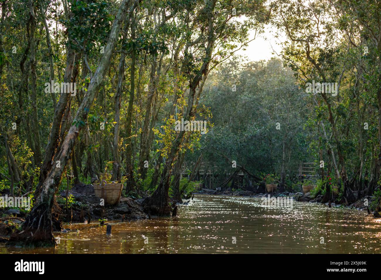 U Minh Forest in the Mekong Delta of Vietnam Stock Photo - Alamy