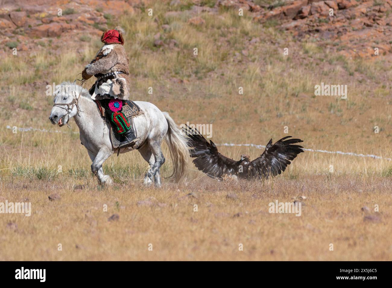 Asia, Mongolia, Bayan-Olgii Province, Kazakh Tribe. An eagle captures a ...