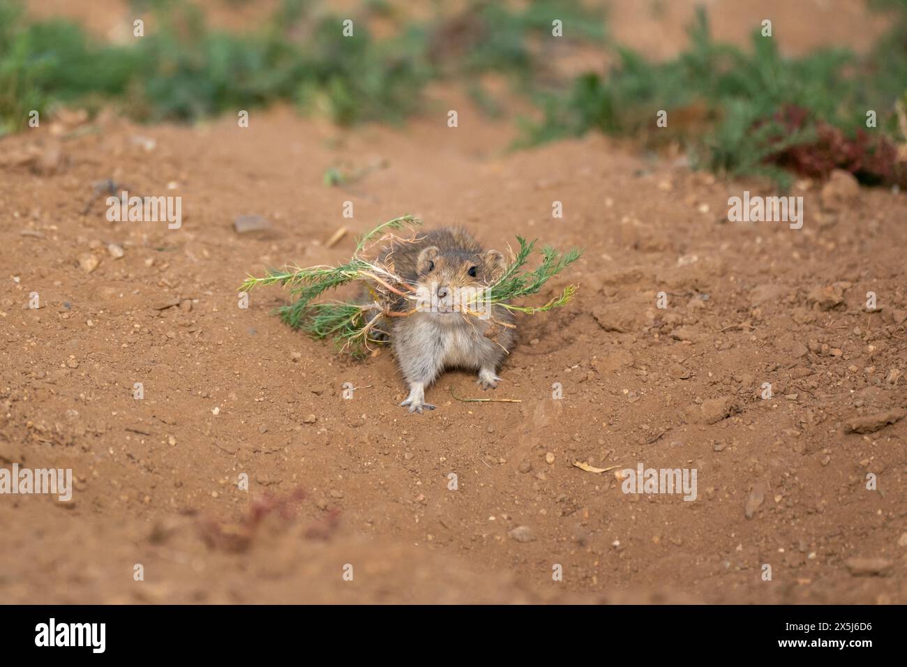 Asia, Mongolia, hustai National Park. Portrait of a Brandt's vole ...