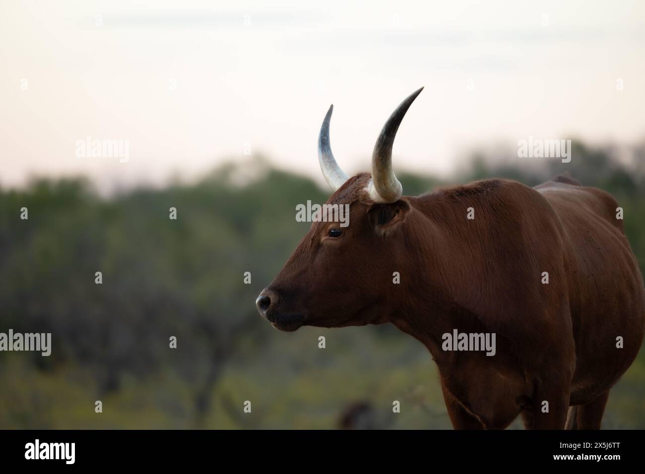 Red Longhorn Cow in Green Field Stock Photo - Alamy