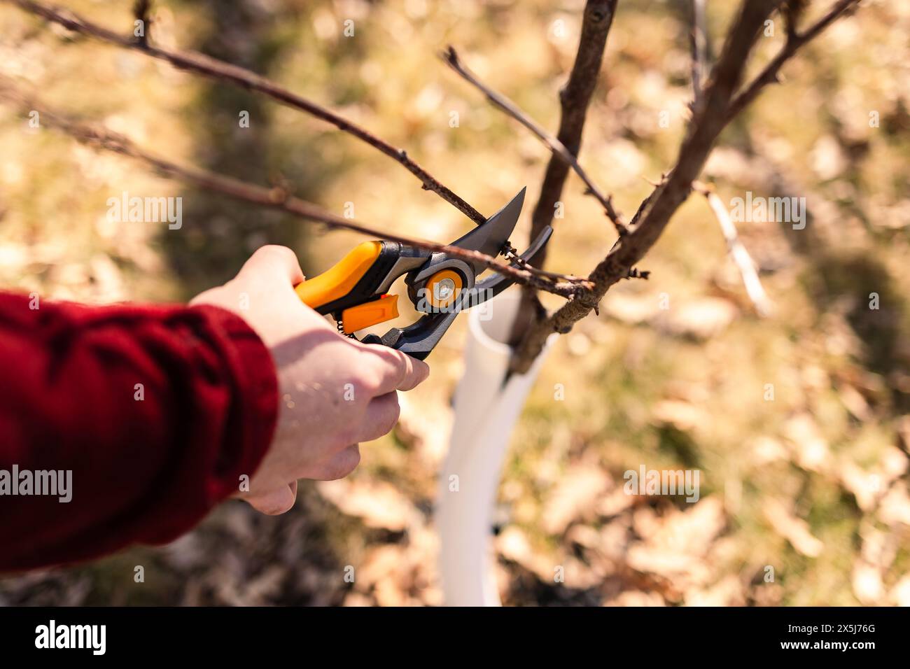 Pruning techniques hi-res stock photography and images - Alamy