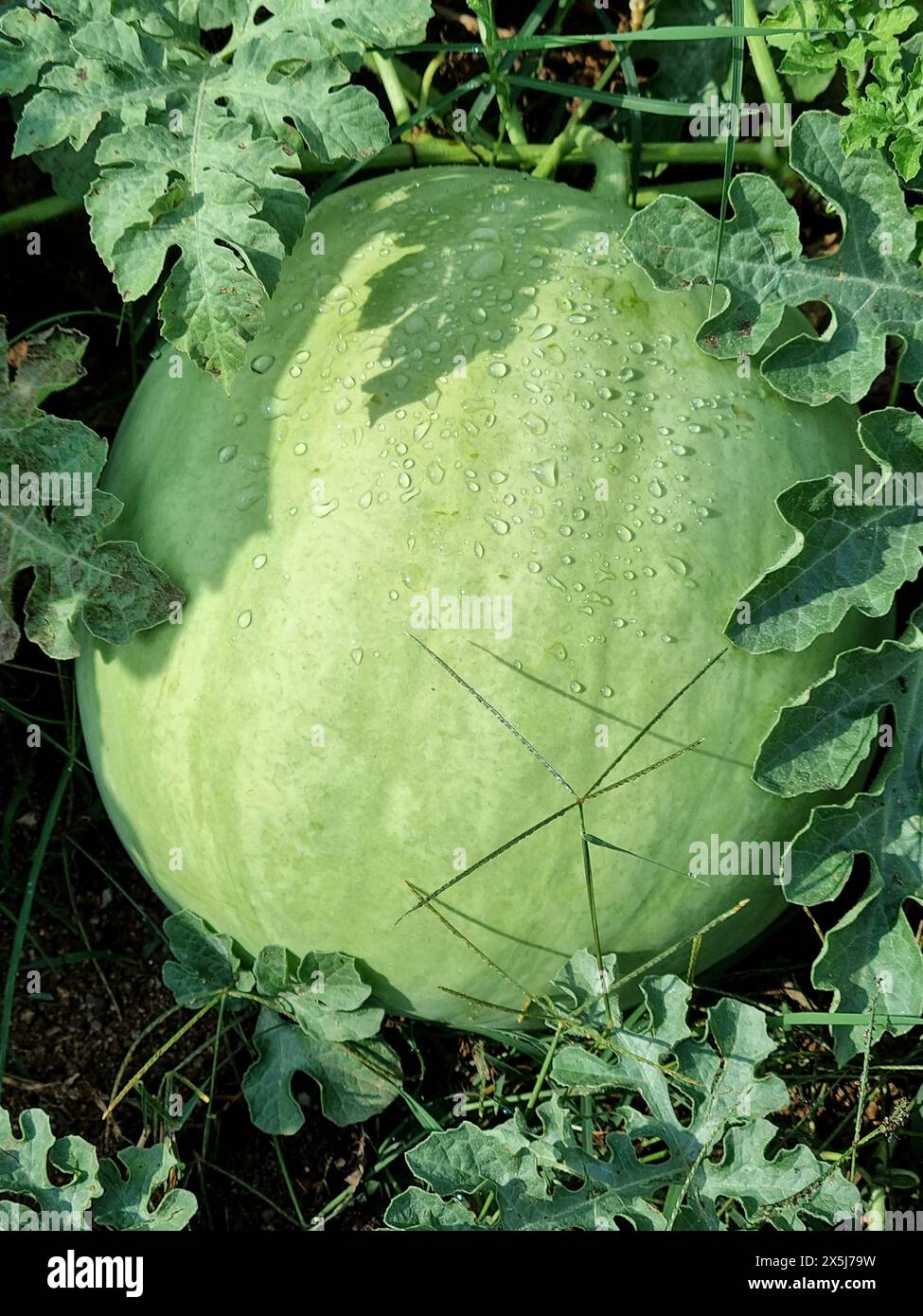 Sweet squash grows in the garden Stock Photo - Alamy