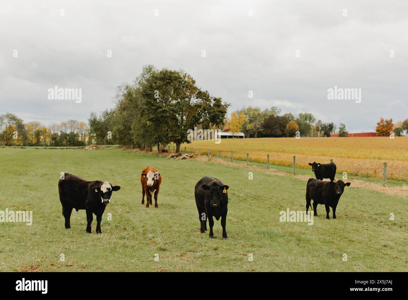 five dairy cows standing in a green field in the country Stock Photo ...