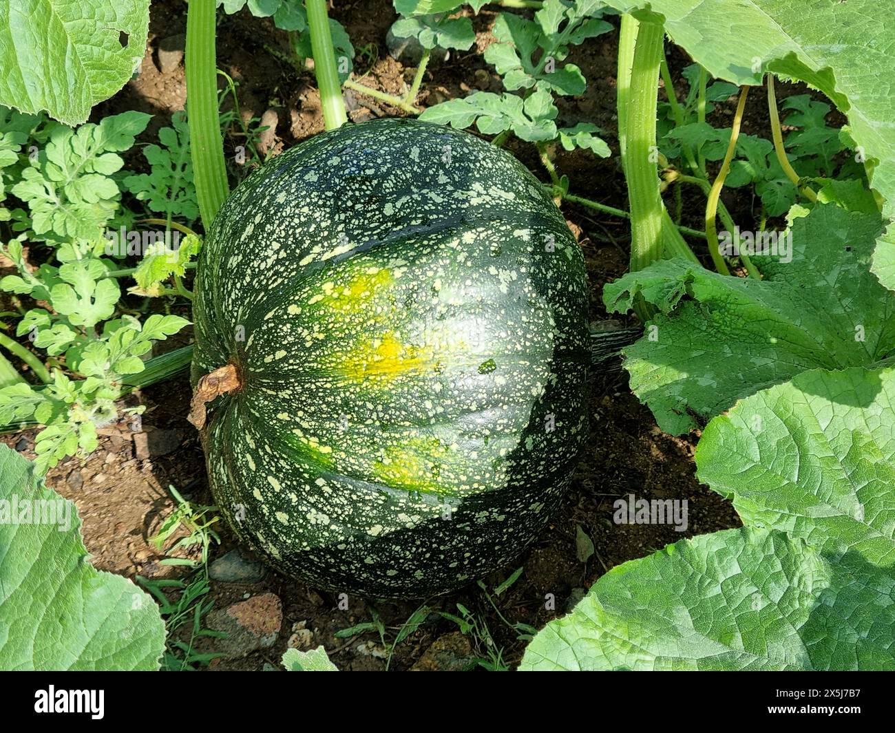 Sweet squash grows in the garden Stock Photo - Alamy