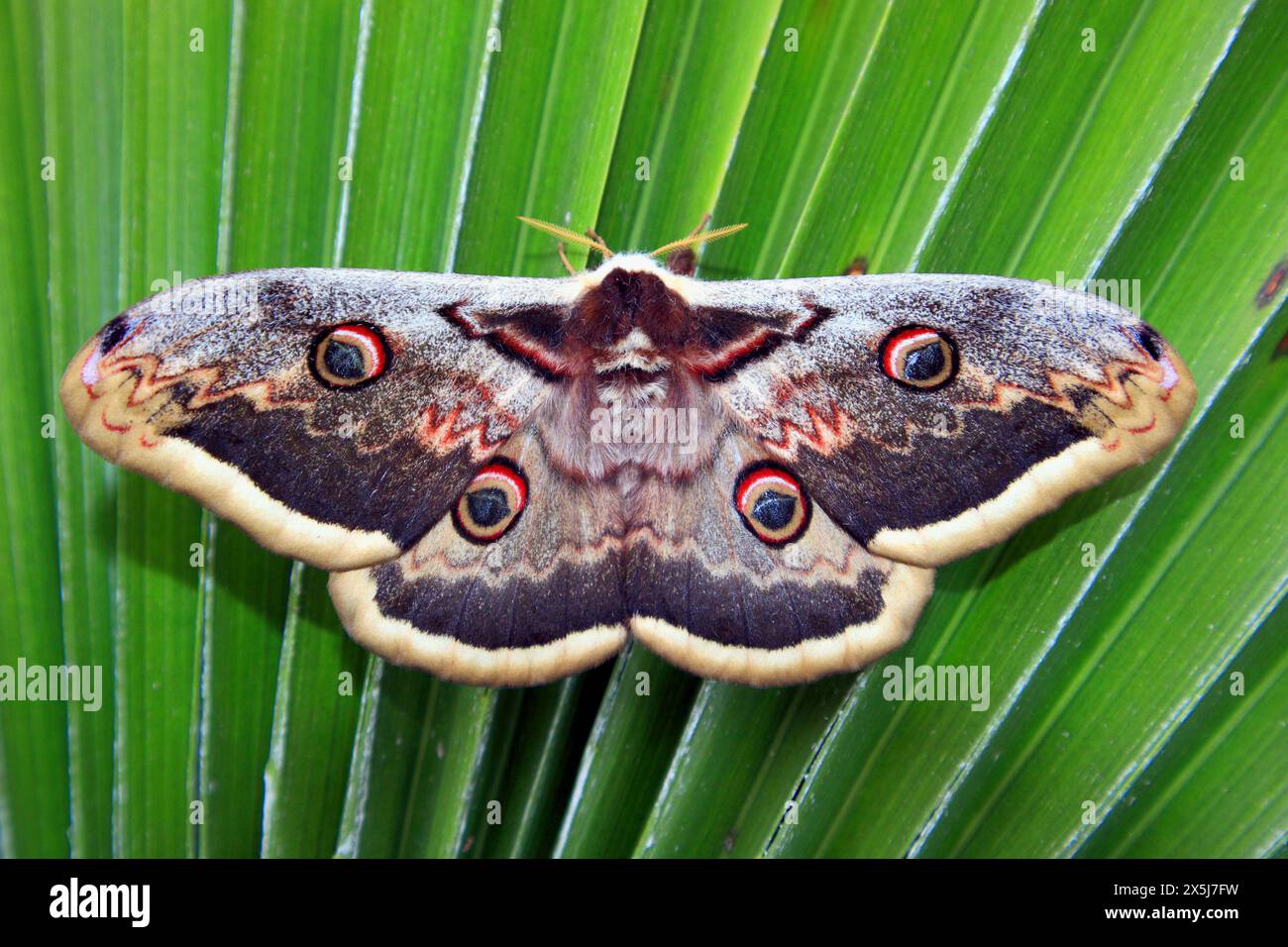 Giant emperor moth hi-res stock photography and images - Alamy