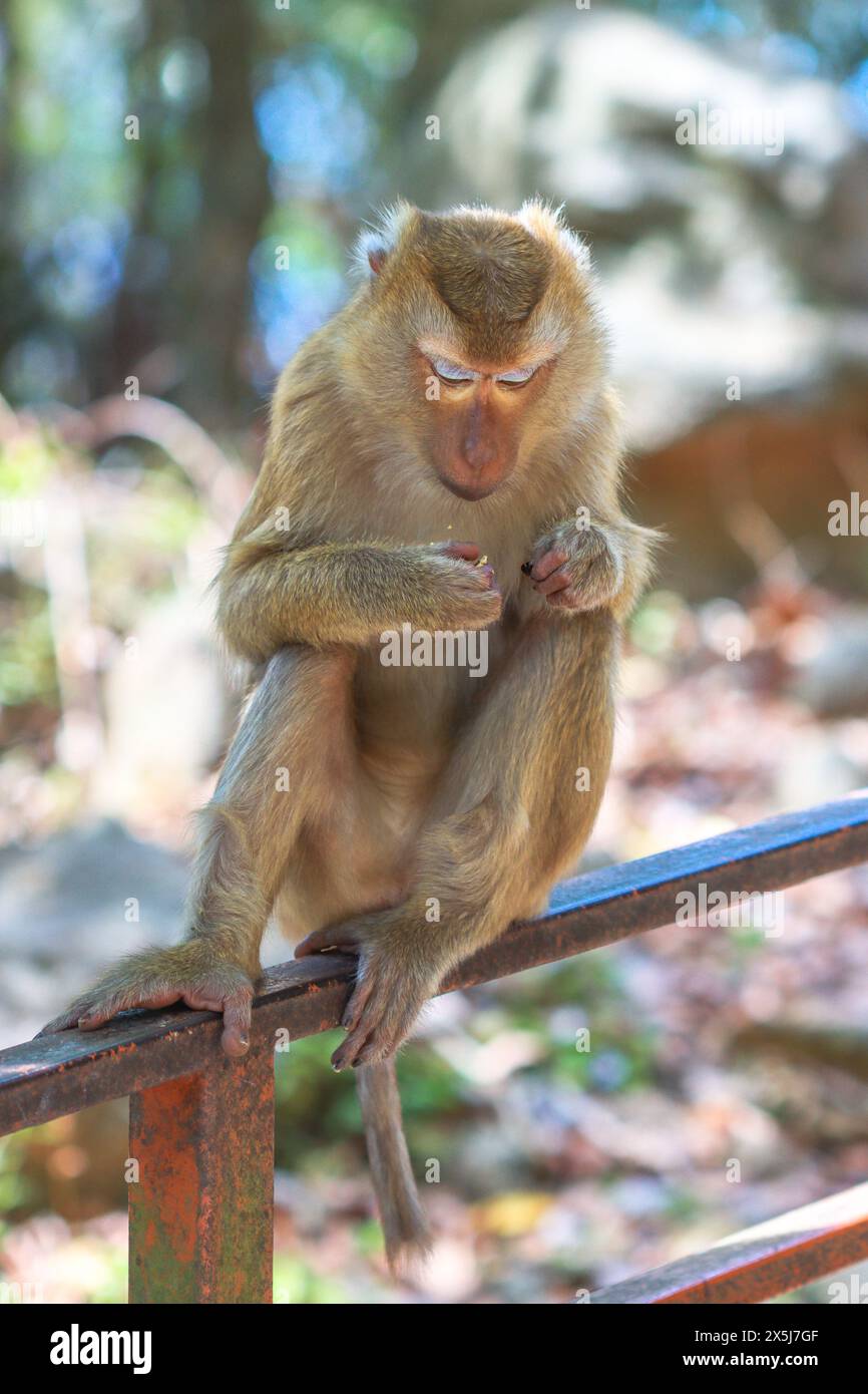 Northern pig-tailed macaque, Phuket Island, Thailand - Macaca leonina ...