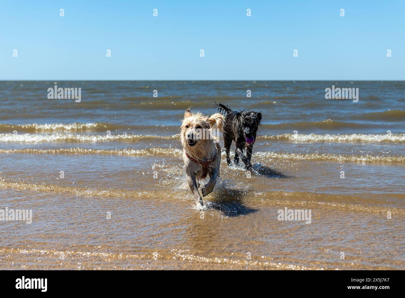 Two dogs are running in the ocean, enjoying the water Stock Photo - Alamy