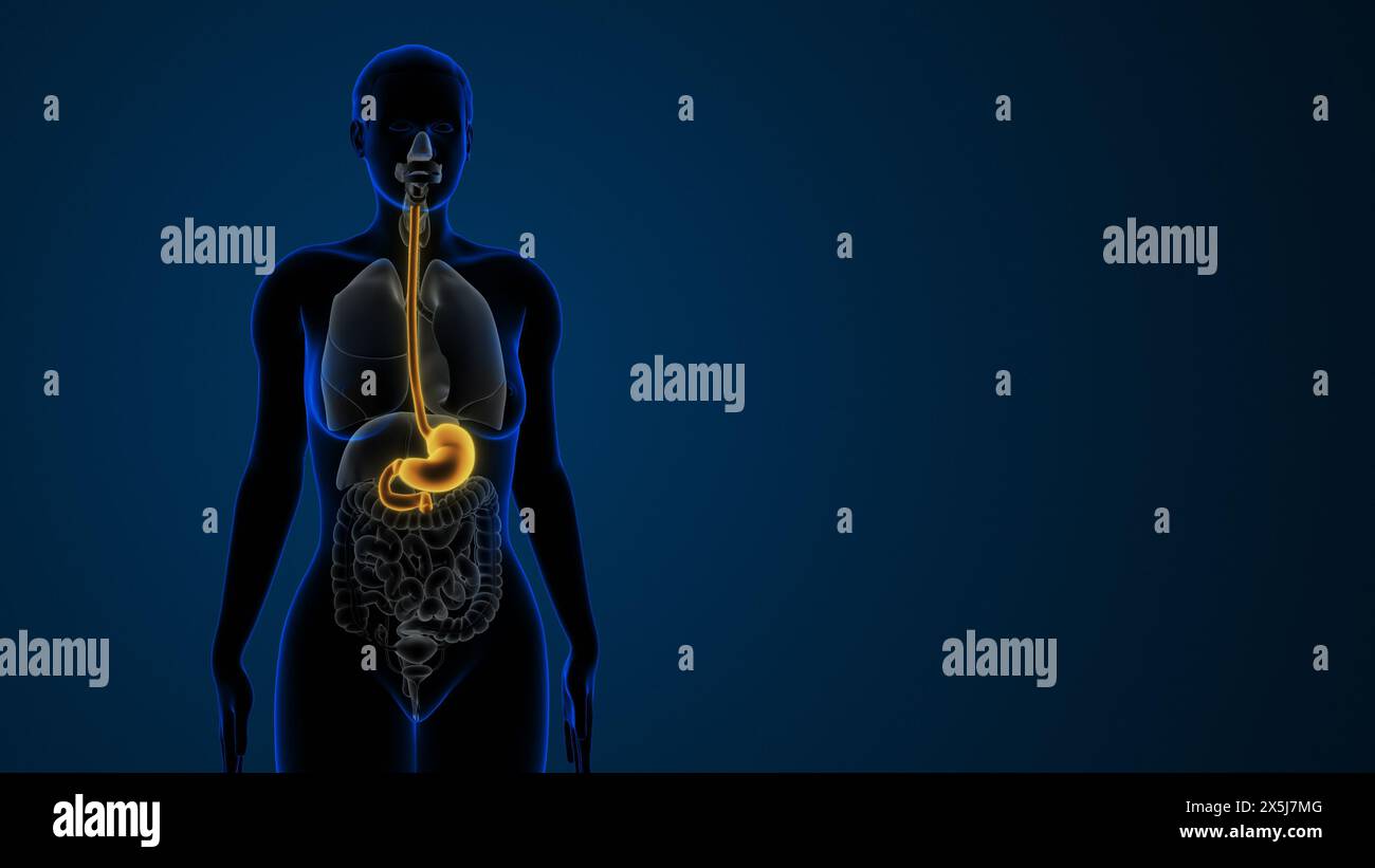 Female digestive system hi-res stock photography and images - Alamy