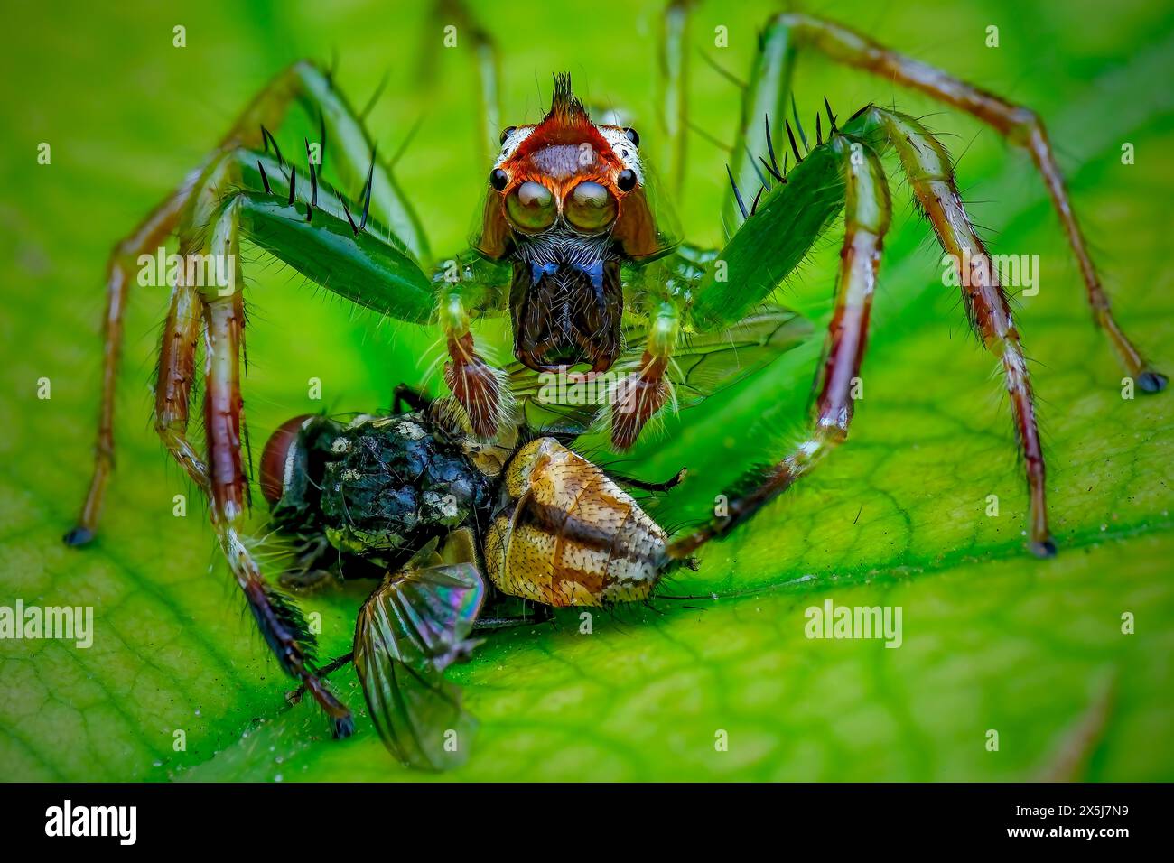 Mopsus mormon jumping spider with prey Stock Photo - Alamy