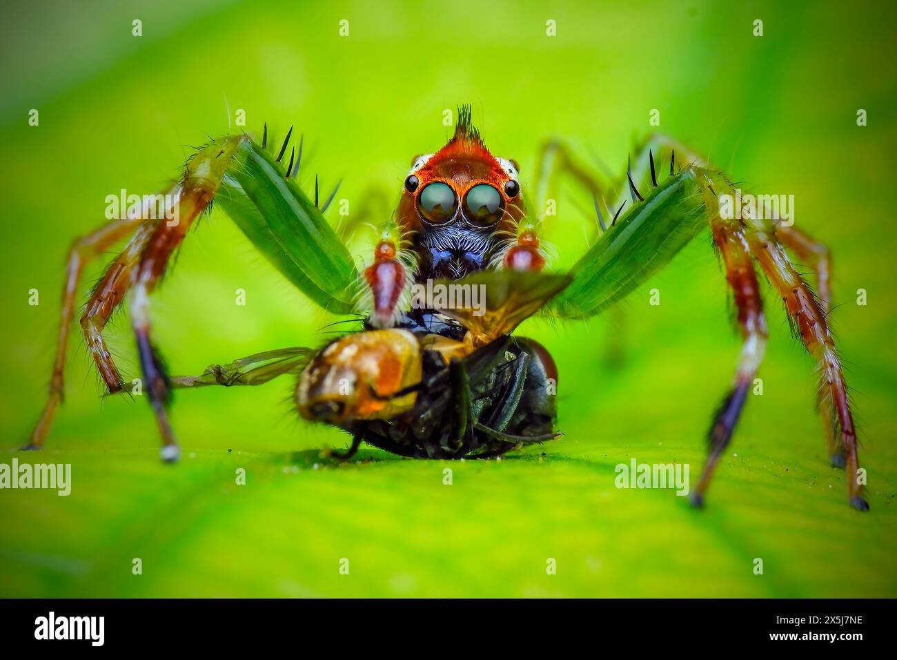 Mopsus mormon jumping spider with prey Stock Photo - Alamy