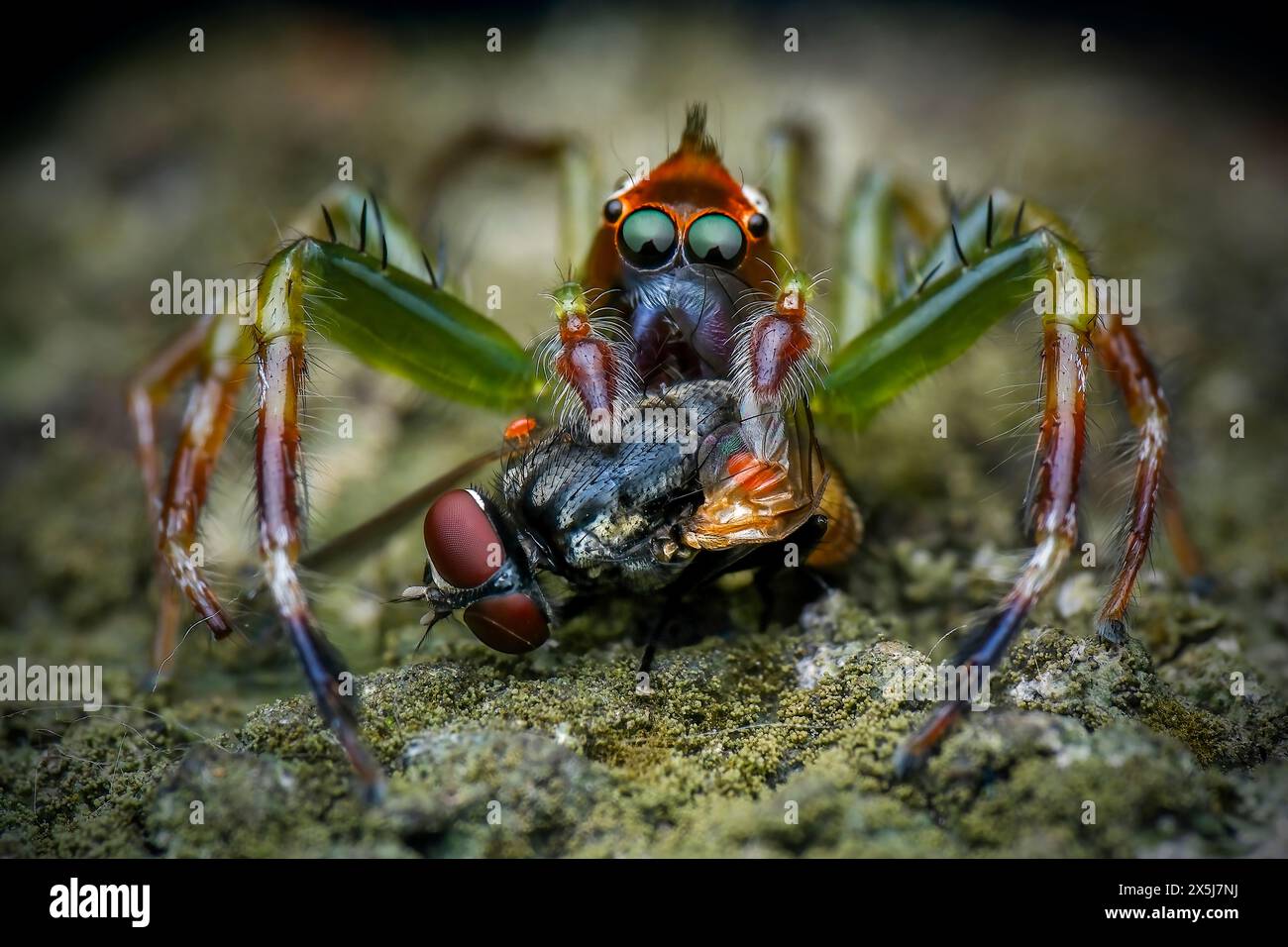 Mopsus mormon jumping spider with prey Stock Photo - Alamy