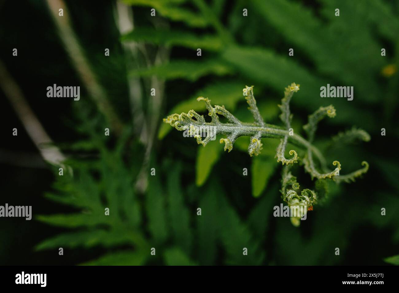 Fern stem growing in forest Stock Photo - Alamy