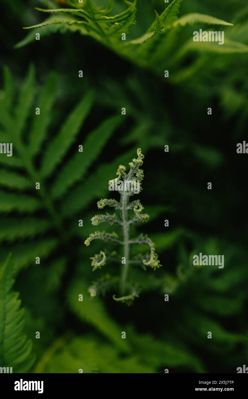 Spring fern growing up in forest Stock Photo - Alamy