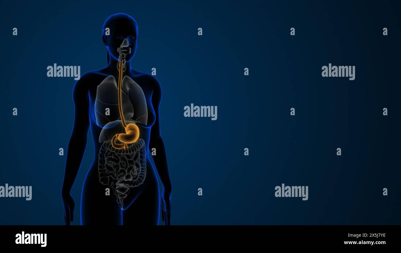 Highlighted stomach in the Female digestive system Stock Photo - Alamy