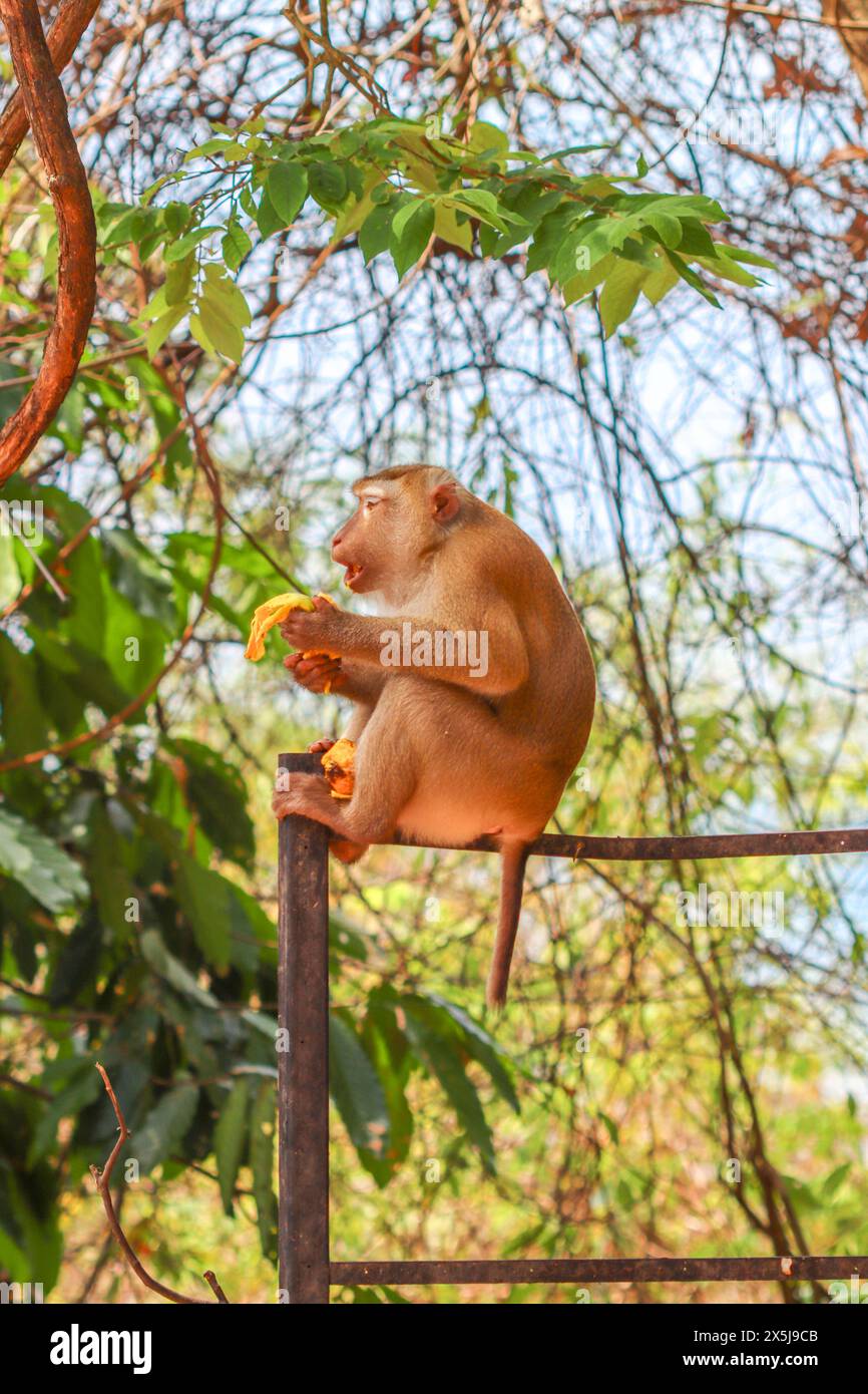 Northern pig-tailed macaque, Phuket Island, Thailand - Macaca leonina ...
