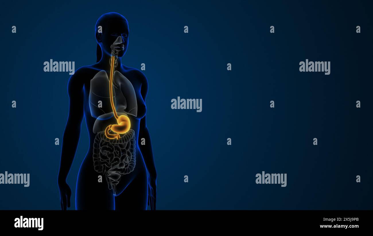 Female abdominal anatomy hi-res stock photography and images - Alamy