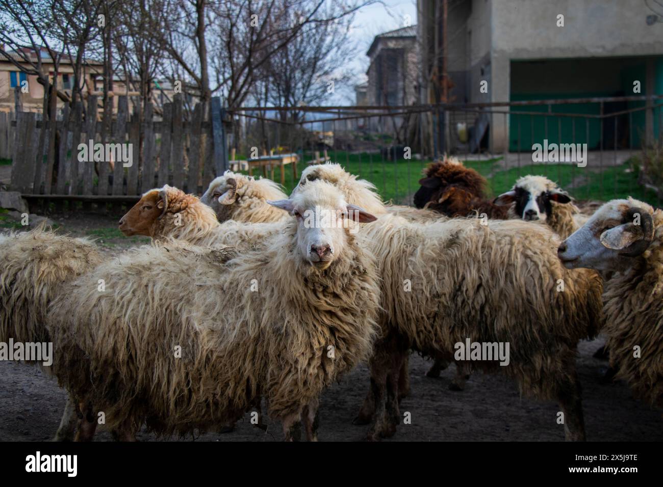 Sheep in the village, Georgia Stock Photo - Alamy