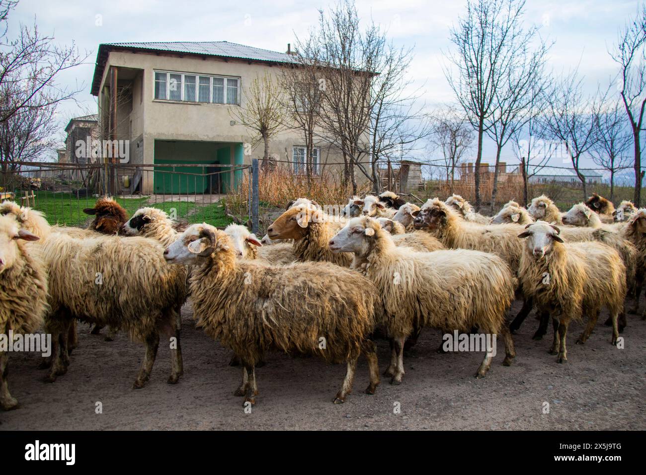 Sheep in the village, Georgia Stock Photo - Alamy