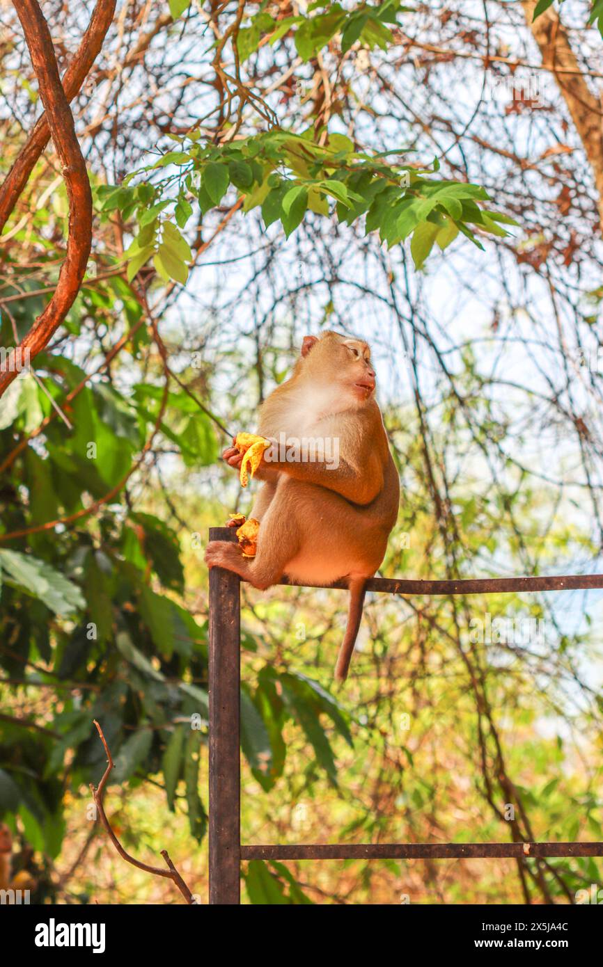 Northern pig-tailed macaque, Phuket Island, Thailand - Macaca leonina ...