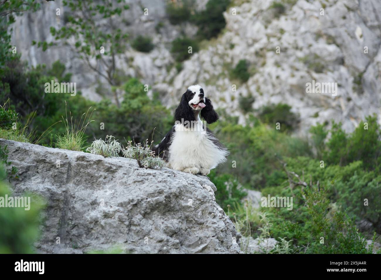 A bi-colored dog atop a mountain trail. The Spaniel looks back with ...