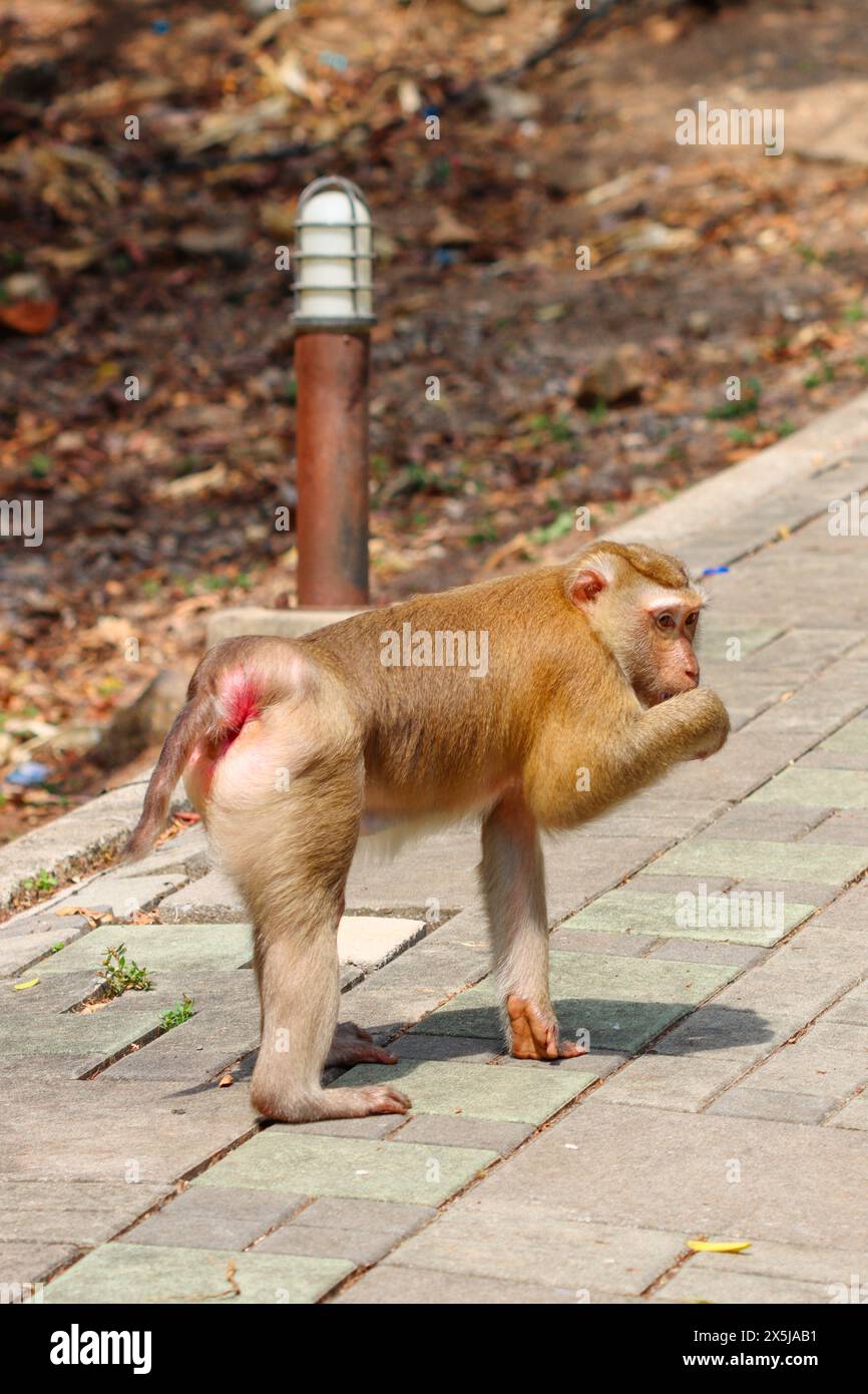 Northern pig-tailed macaque, Phuket Island, Thailand - Macaca leonina ...