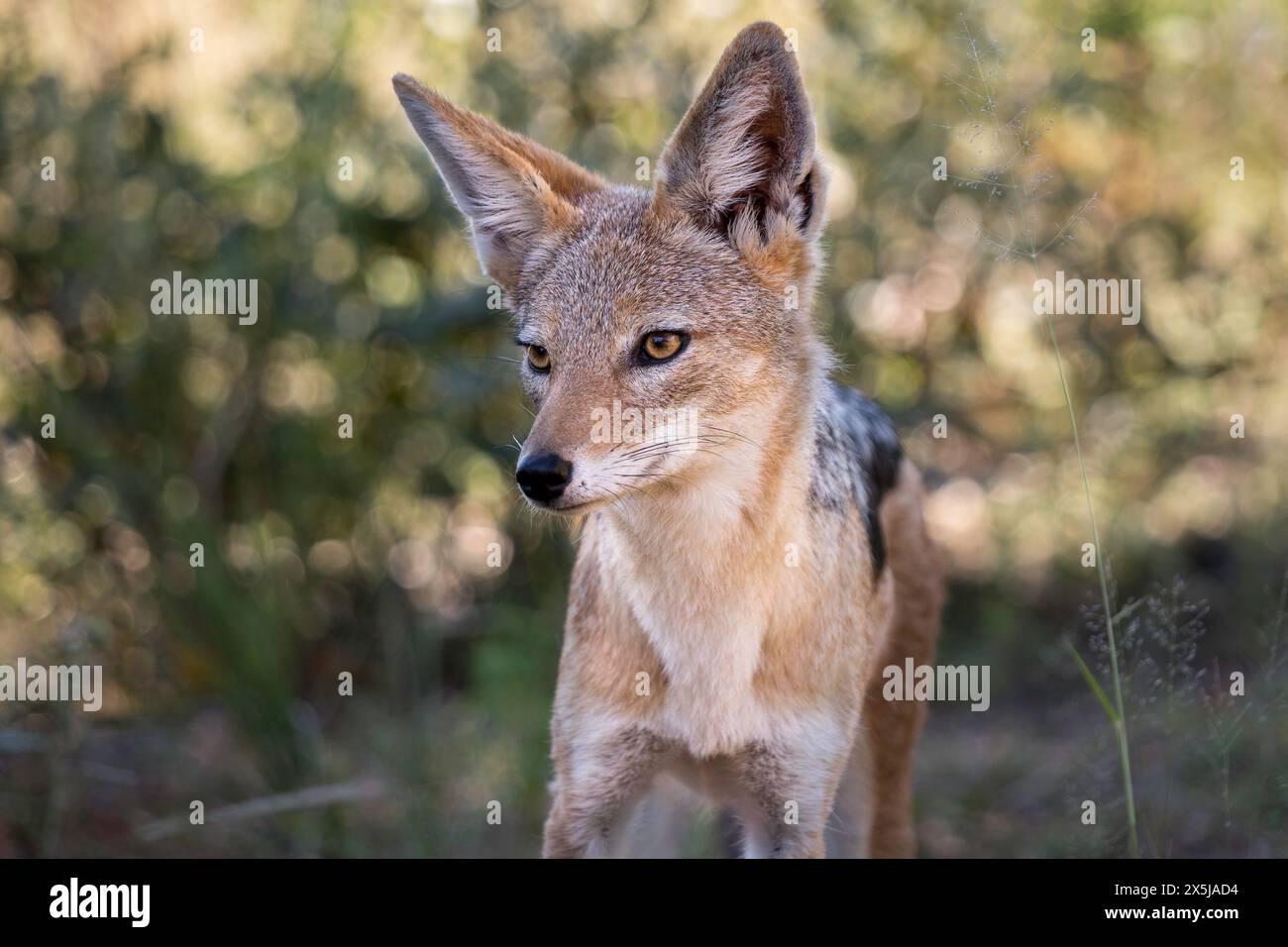 Africa black backed jackal hi-res stock photography and images - Alamy