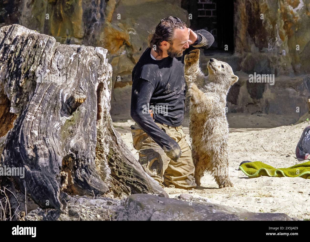 Eisbär Knut mit seinem Tierpfleger, Eisbärenanlage im Berliner Zoo ...