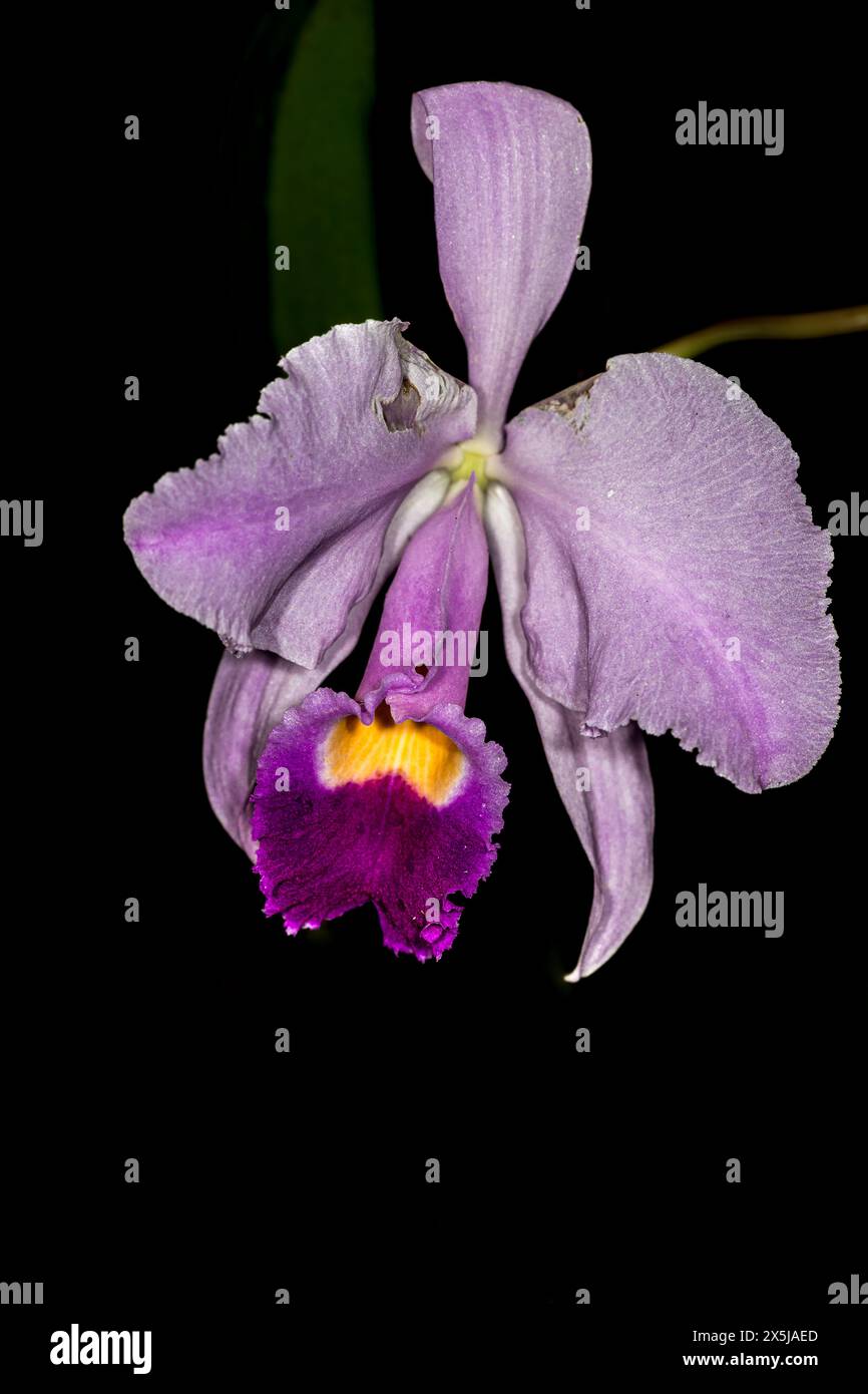 Cuba is known for many species of beautiful orchids Stock Photo - Alamy