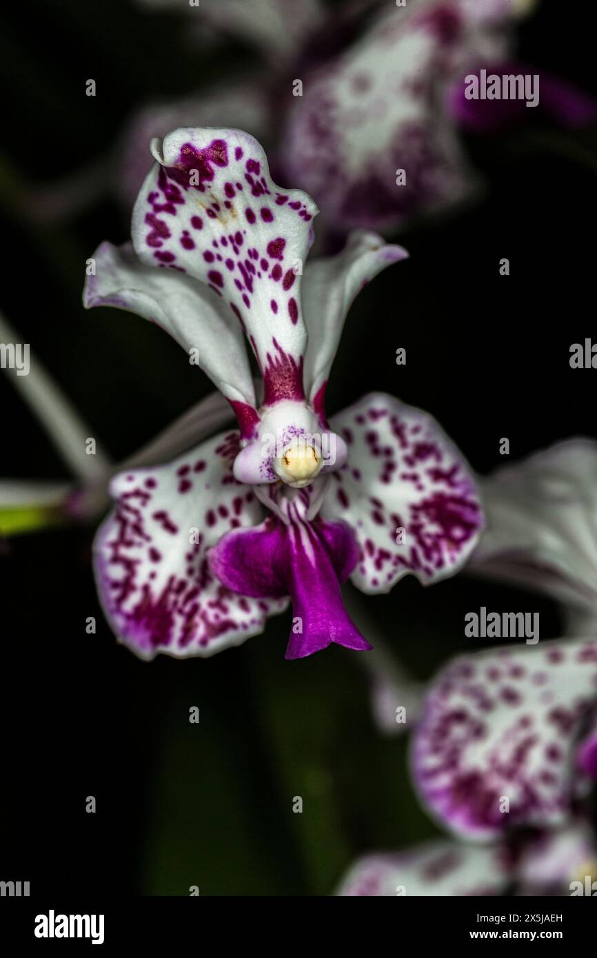 Cuba is known for many species of beautiful orchids Stock Photo - Alamy