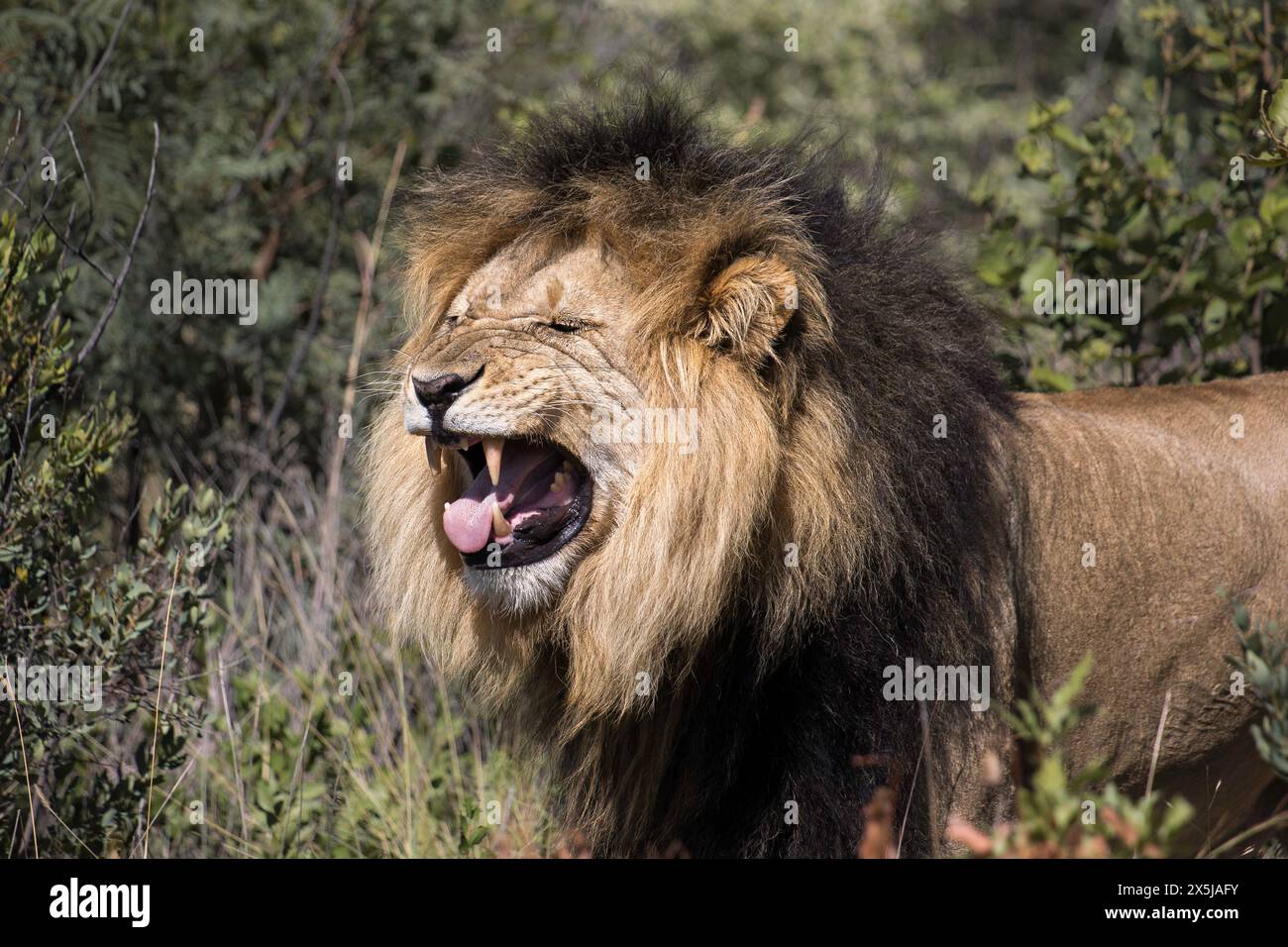 Male lion making a funny face, detecting scent by opening its mouth to ...