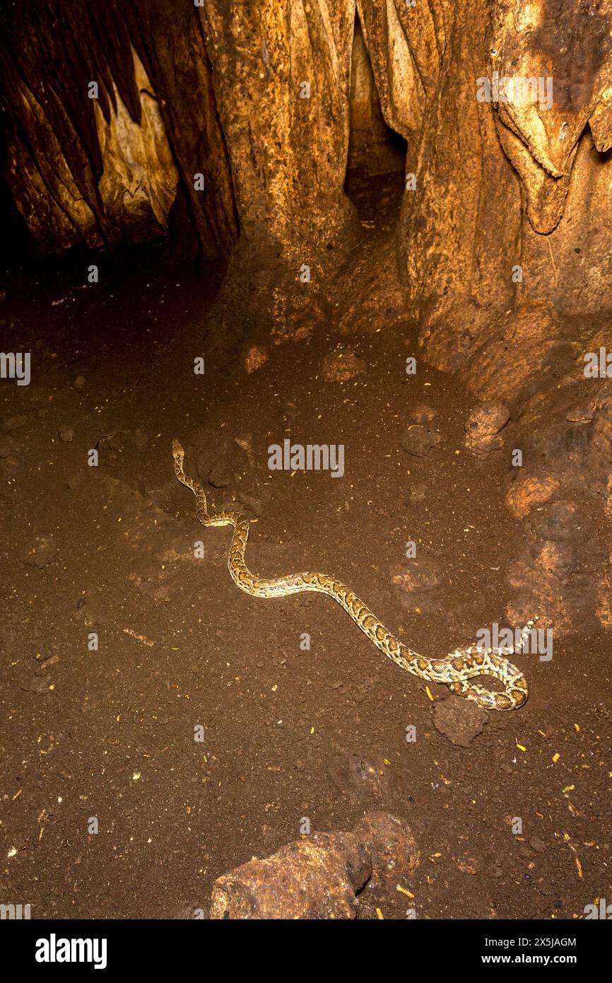 The Cuban Boa in a cave in Guanahacabibes National Park Stock Photo - Alamy