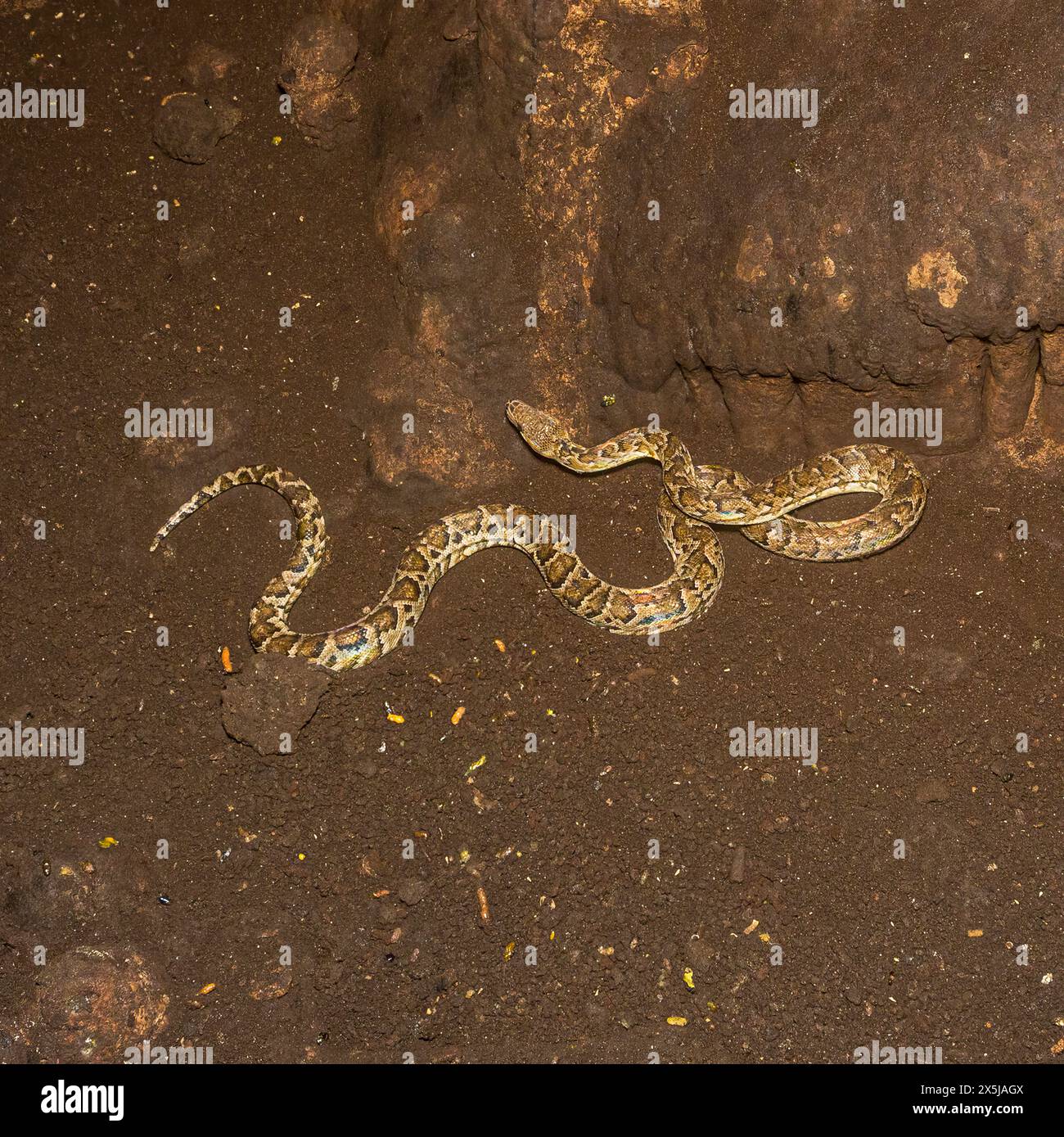 The Cuban Boa in a cave in Guanahacabibes National Park Stock Photo - Alamy