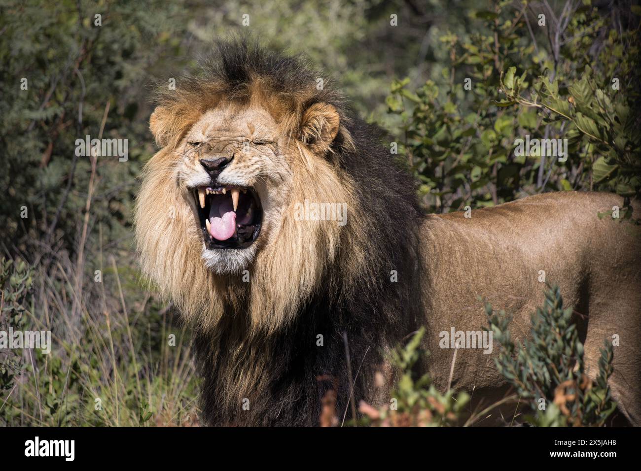 Male lion making a funny face, detecting scent by opening its mouth to ...