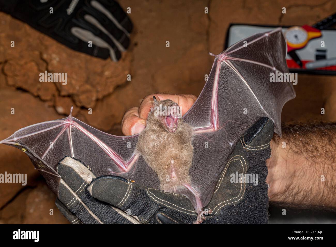 Captured bats are safely examined for a research project in ...