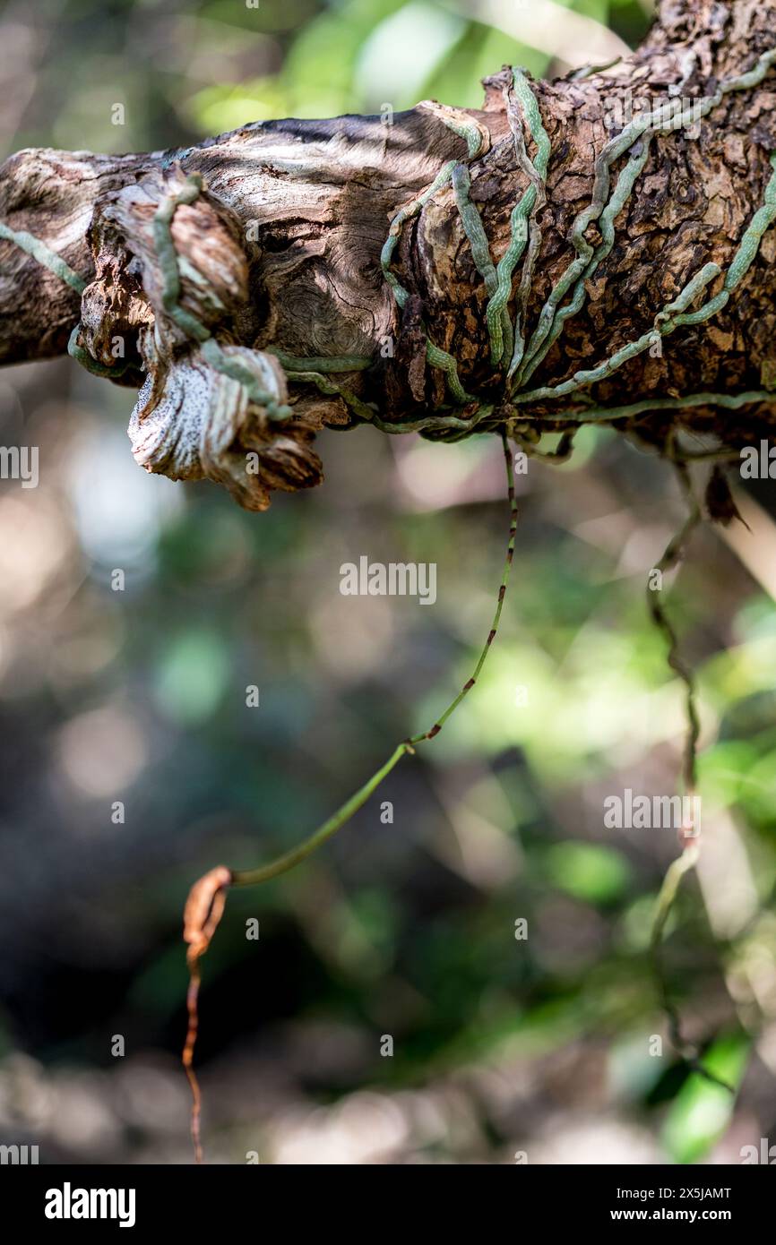 The rare Ghost Orchid roots are uniquely speckled Stock Photo - Alamy